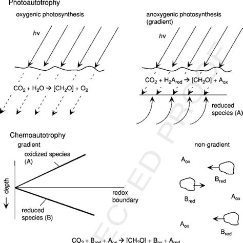 11 The 3 Hydroxypropionate Cycle As Suggested By Holo 1989 For Download Scientific Diagram