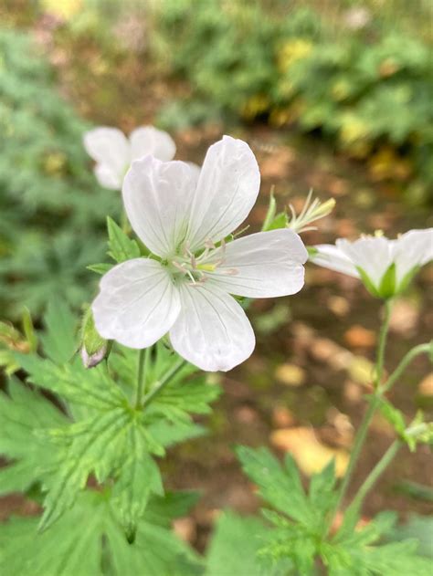 Hardy Geraniums Cranesbill Varieties For Every Garden Champion