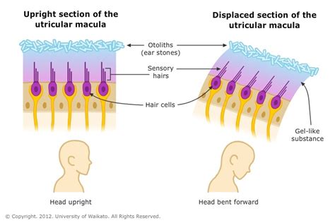 Utricle Function — Science Learning Hub