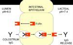 Materno Fetal Immunity Introduction Wikivet English