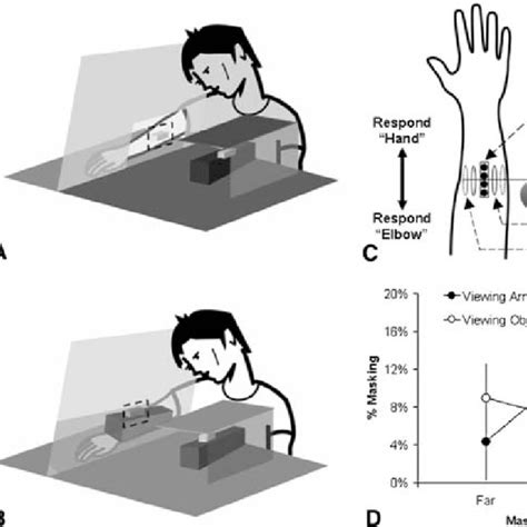 A Experimental Set Up Viewing The Touched Forearm B Experimental Download Scientific Diagram