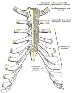 Sternocostal Joints Wikipedia