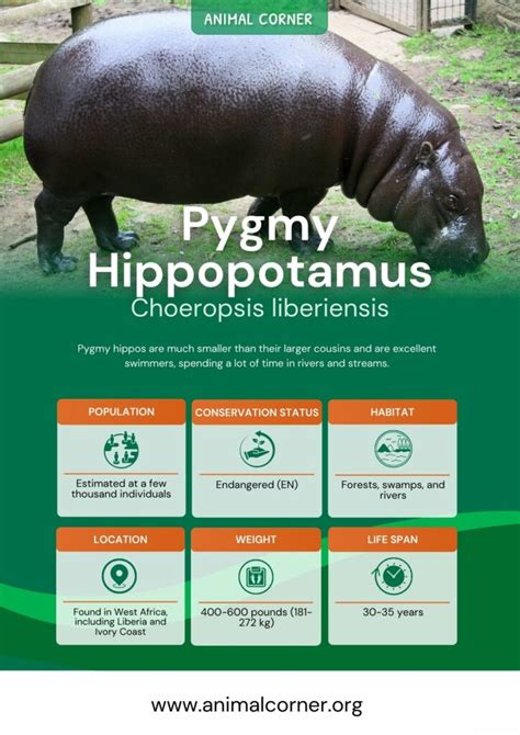 Pygmy Hippopotamus Habitat