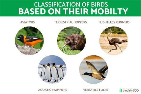 Bird Classification Orders Habitats Social Behavior Physical