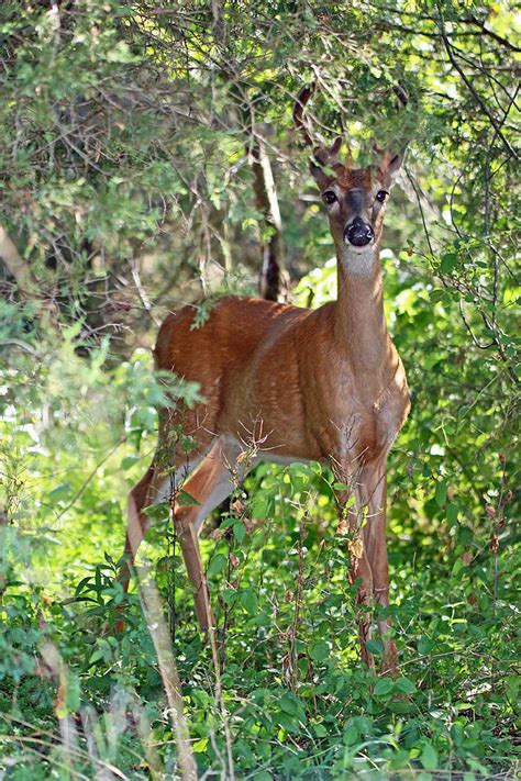 Whitetail Deer Buck In Velvet 6 Pointer Photograph By Carol Senske Pixels