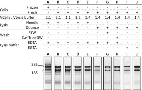 Analysis Of Translation Using Polysome Profiling Abstract Europe Pmc Analysis Of Translation Using Polysome Profiling Abstract Europe Pmc