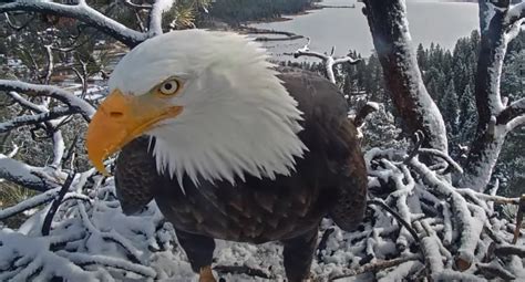 Video Shadow Delivers Fish Proceeds To Get Extra Close To Camera