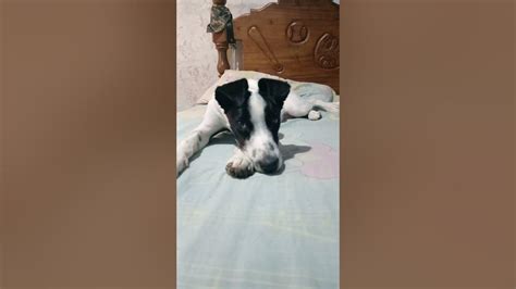 English Or Spanich Youtube