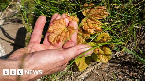 Cant Keep A Good Tree Down Bushcraftuk Community