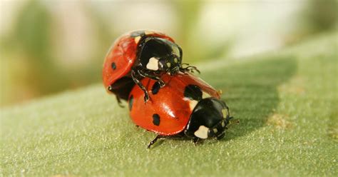 How To Know If A Ladybug Is Male Or Female Insects Authority