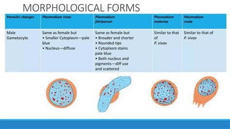 Laboratory Diagnosis Of Malaria Pptx