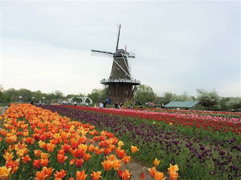 Tulip Festival 2025 Holland Tulip Festival 2025 Sqzact