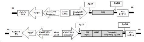 Schematic Representation Of The Plant Transformation Vectors A The