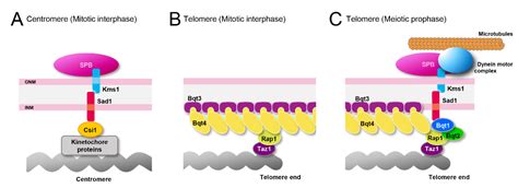 Nuclear Envelope Proteins Modulating The Heterochromatin Formation And