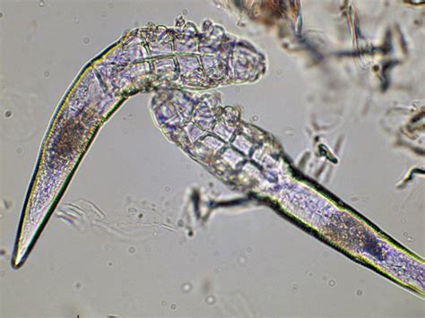 Pododermatitis A Common Problem With Many Causes