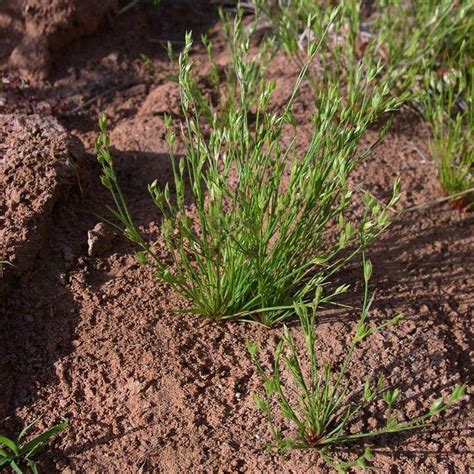 Juncus Bufonius Alchetron The Free Social Encyclopedia