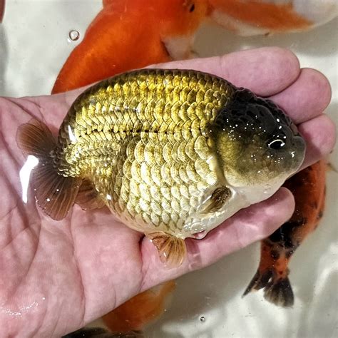 10 11cm Tiny Tail Ranchu Ozdiscus