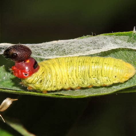 Grass Skippers Are Butterflies Erratic Flappers Focused On A Plant