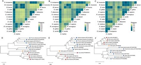 Phylogenetic Analysis Of Components Associated With Creatine