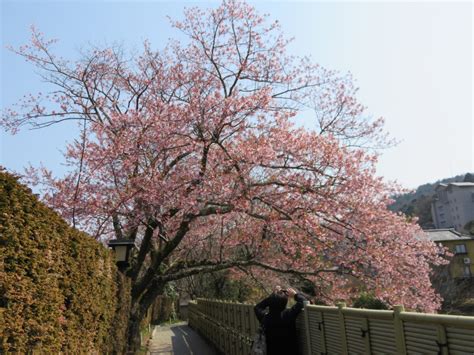 修善寺寒桜 新着情報