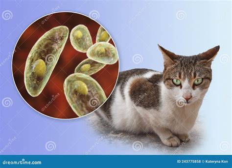 Toxoplasmosis Parasite Royalty Free Stock Image 299442964