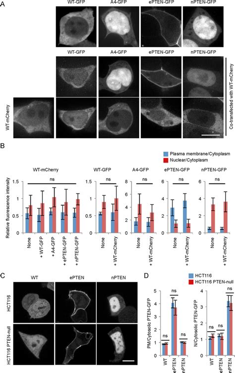 Effects Of Pten Pten Interactions On Pten Localization A Fluorescent