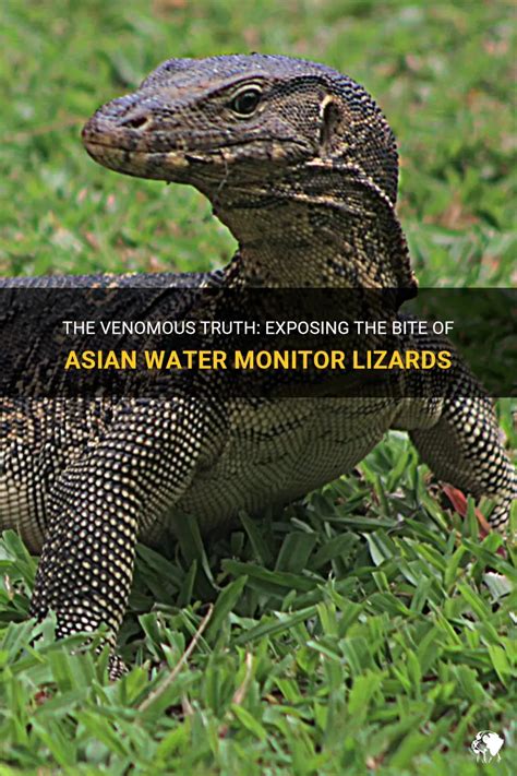 The Venomous Truth Exposing The Bite Of Asian Water Monitor Lizards