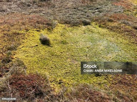 Rawa Tradisional Lanskap Gambut Dengan Danau Rawa Kecil Pinus Kerdil Dan Vegetasi Rawa