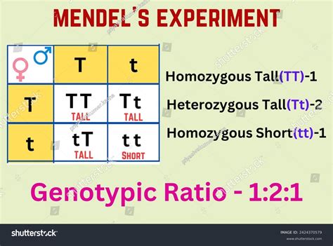 Mendels Experiment Monohybrid Cross Heredity Lesson Genotypic Stock Vector Royalty Free