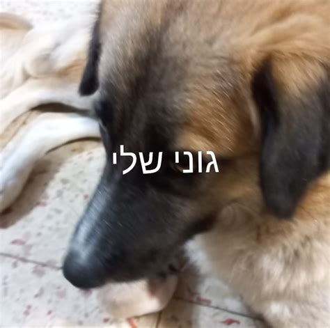 רמלה אוהבת חיות מייביס🩷 גורה משגעת צריכה משפחה מייביס הגיעה אלינו