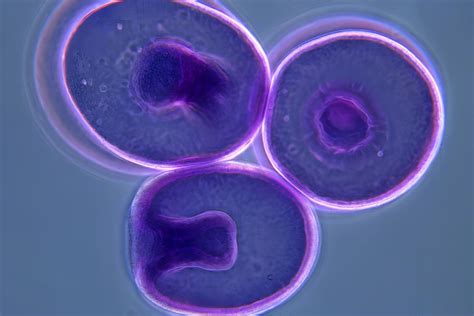 28 Facts About Gastrula