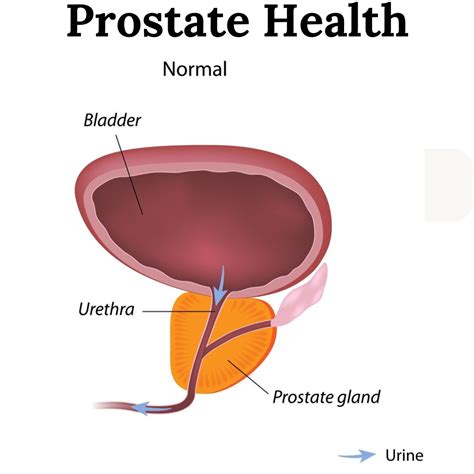 Best 8 Ultimate Guide To Prostate Health Tips And Natural Remedies Artofit