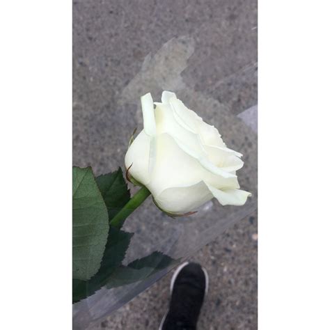 Jual Single Sweet Bunga Asli Khusus Jabodetabek Bunga Hidup Bouquet Mawar Fresh Bouquet