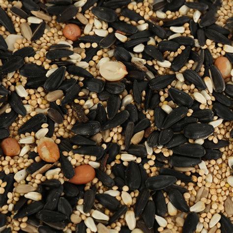 Fruit And Nut Bird Seed At Kathaleen Velasquez Blog