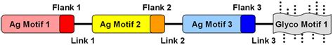 Conceptual Design Of Modular And Combinatorial Convergent Vaccine