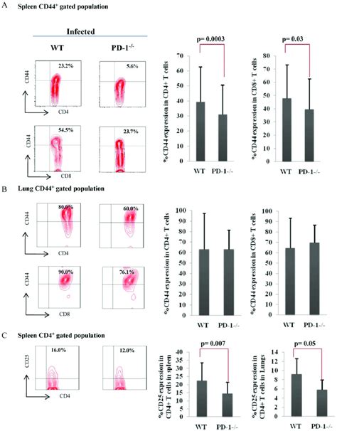 Diminished Expression Of Cd44 By Splenic Cd4 And Cd8 T Cells