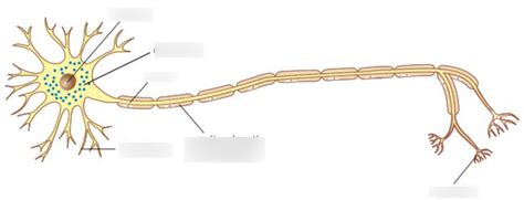Nerve Cell Diagram Diagram Quizlet Nerve Cell Diagram Diagram Quizlet