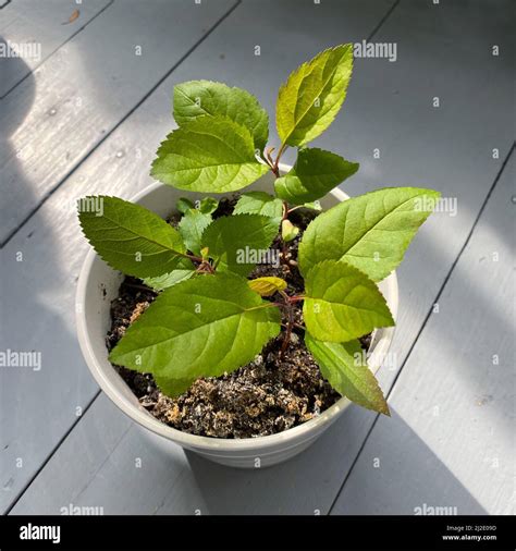 Apple Seedling Growth