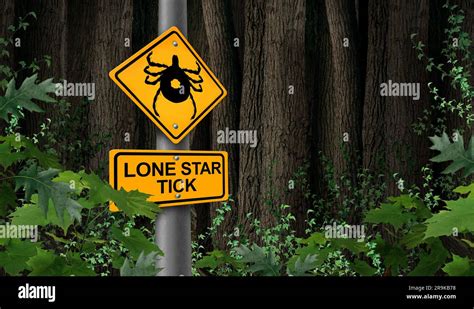 Lone Star Tick Warning As A Female Adult Insect Close Up Illustration