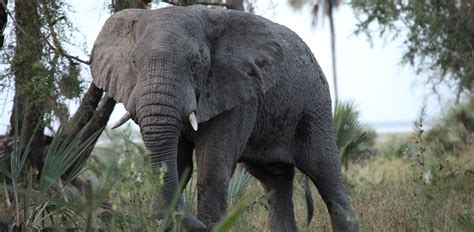 Scientists Identify Genes Behind Tusklessness In African Elephants