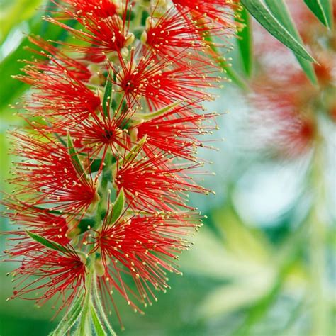 Bottle Brush Callistemon Citrinus Floweringornamental Live Plant H