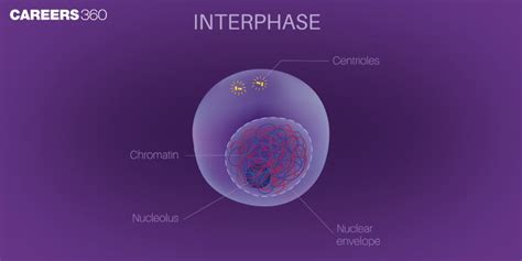 Cell Cycle Interphase With Solutions Important Notes For Neet