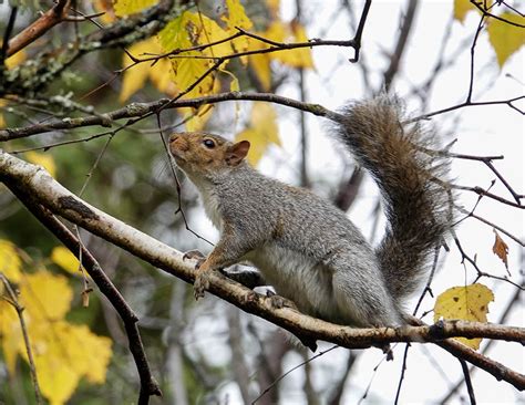Western Gray Squirrel Vs Eastern Gray Squirrel