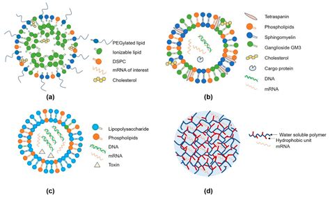 Vaccines New Era Rna Vaccine