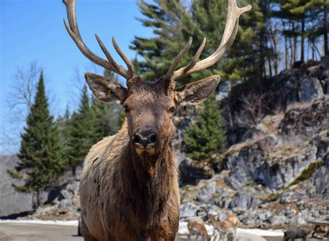 Best Places In Canada To See Wildlife At Marjorie Clouse Blog
