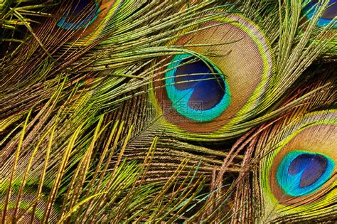 五颜六色的孔雀羽毛特写的纹理高清图片下载 正版图片 摄图网