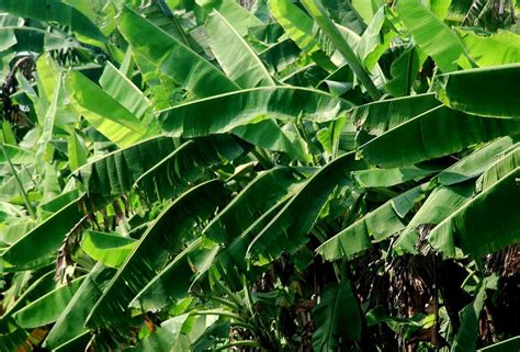 Banofi Indias Banana Leather Revolution