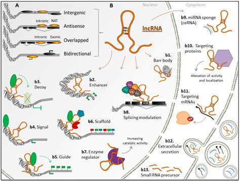 Rna Structure Of Rna Types Of Rna Functions Of Rna Rna Molecules