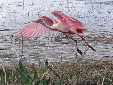 Embark On An Exciting Python Hunting Adventure