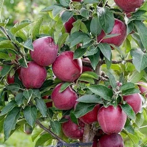 Apple Tree Breed Different Available At Best Price In Nadia Bidhan